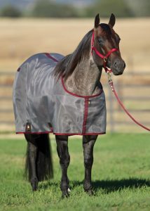 Nylon Mesh Fly Sheet – Big D Products