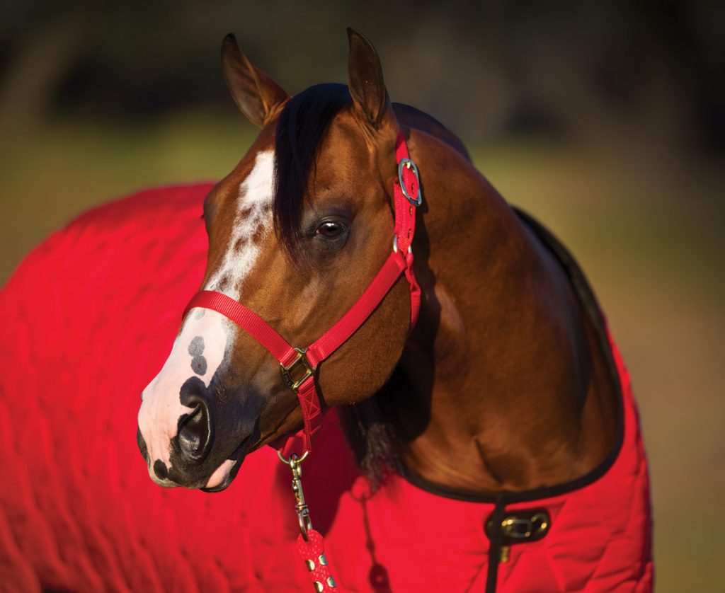 Halter – Big D Products