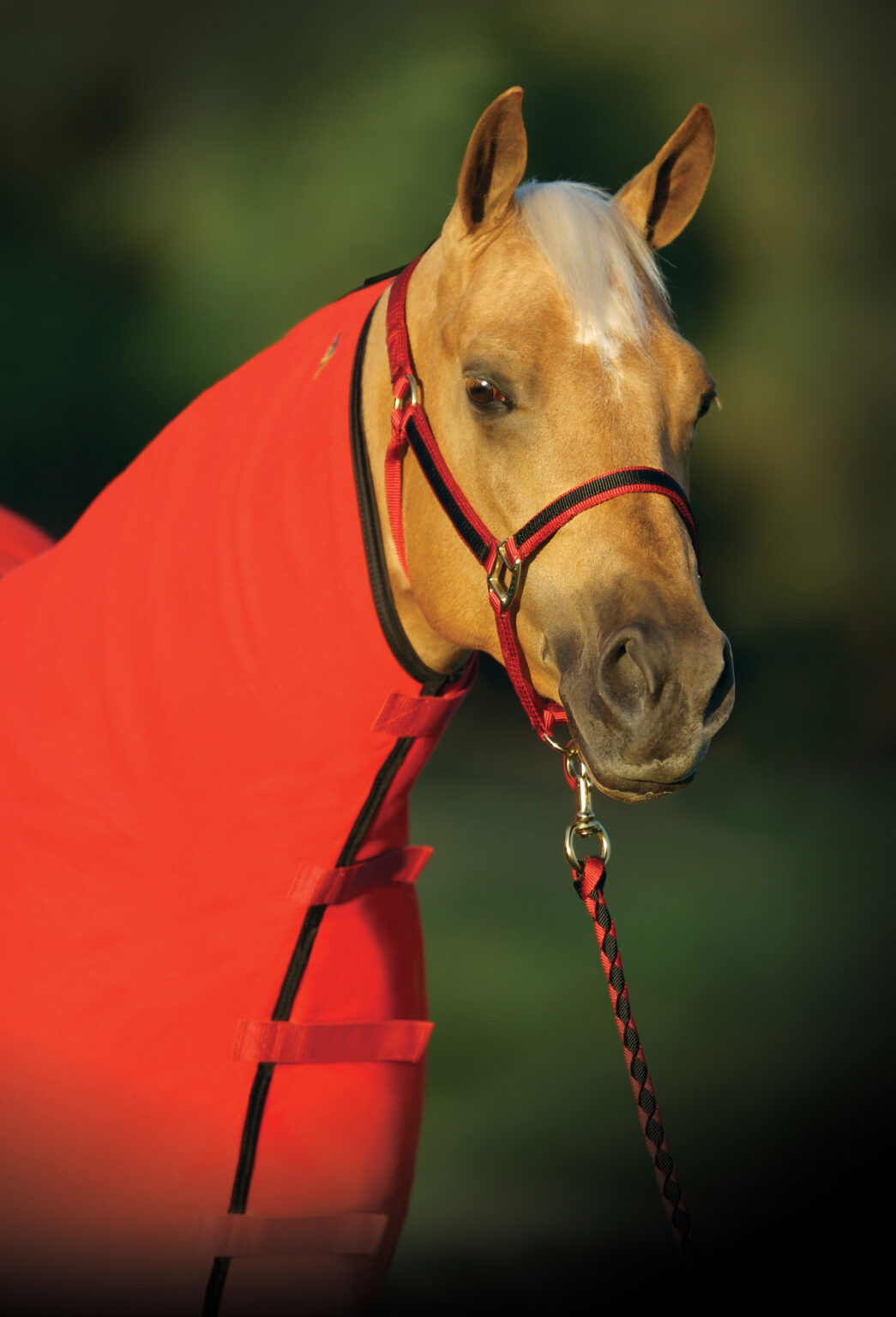 Nylon Stable Sheet – Big D Products
